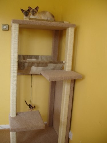 How To Make A Cat Scratching Post Siamese Cats And Kittens