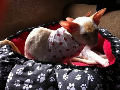 How Can I Find My Cat - Siamese Cats and Kittens