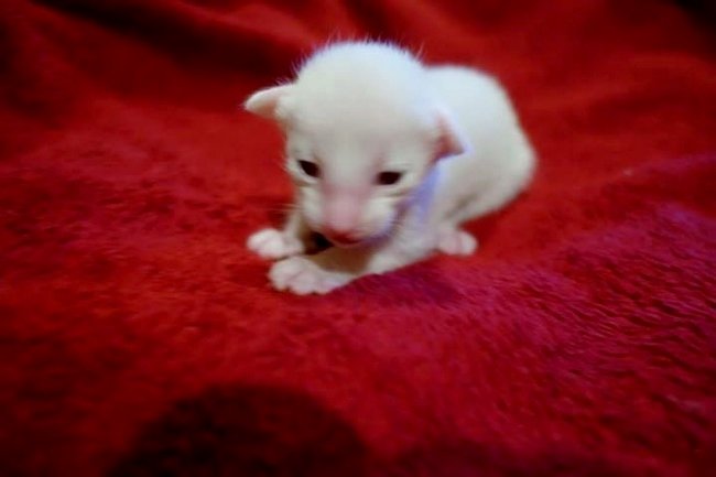 Cream Point Siamese Cats - Siamese Cat Breeder