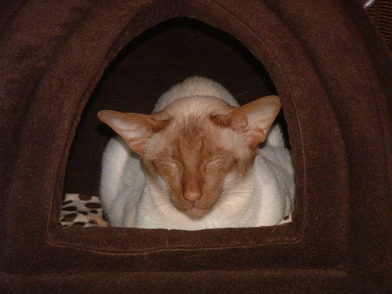 Cinnamon Point Siamese Cats Siamese Cat Breeder