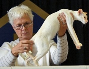 Dog Days by P.J. Reed - funver