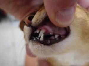 Dental Care For Cats - Feline Teeth Discussed on Siamese Cat Breeder