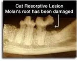 Tooth Decay in Cats on Siamese cat Breeder