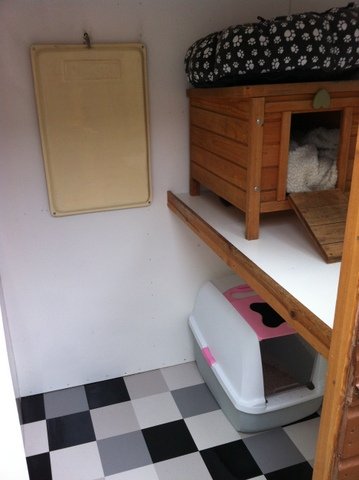 Breeding From Your Cat - Going Out To Stud - Siamese Cat Breeder