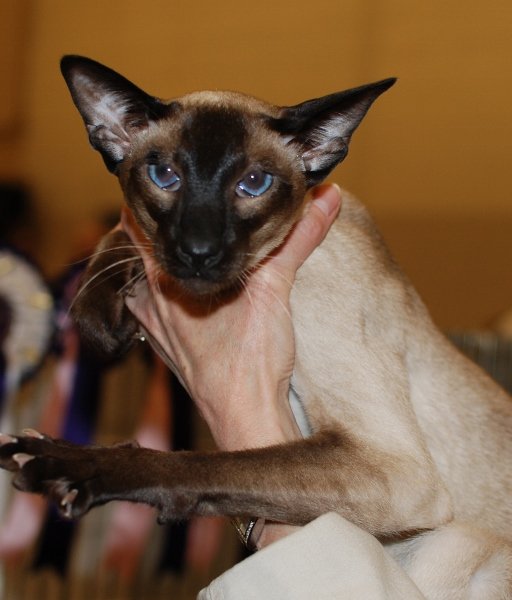 Shorthair Cat Club of Scotland Siamese Pictures 2013