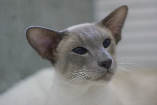 Northern Siamese Pictures 2013 - Siamese Cat Breeder