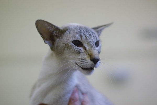 Northern Siamese Pictures 2013 - Siamese Cat Breeder