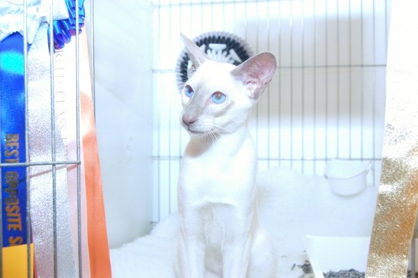 Caramel & Apricot Federation Siamese Pictures 2013 - Siamese Cat Breeder