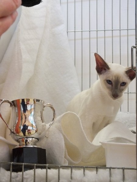 Caramel & Apricot Federation Siamese Pictures 2013 - Siamese Cat Breeder