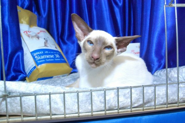 Caramel & Apricot Federation Siamese Pictures 2013 - Siamese Cat Breeder