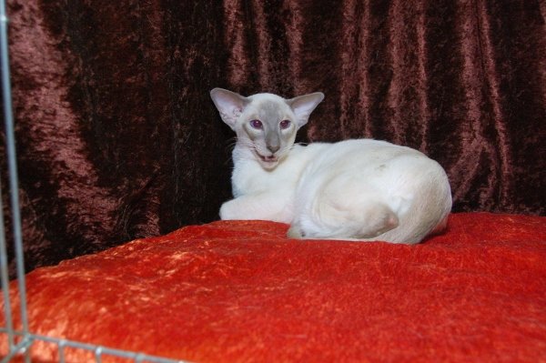 Caramel & Apricot Federation Siamese Pictures 2013 - Siamese Cat Breeder