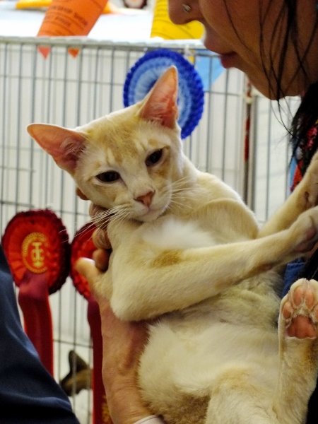 Caramel & Apricot Federation Siamese Pictures 2013 - Siamese Cat Breeder