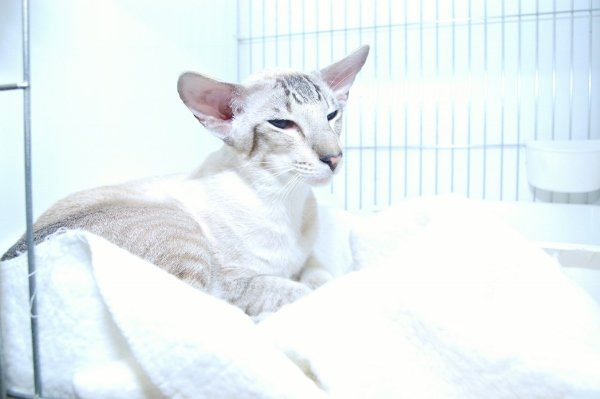 Caramel & Apricot Federation Siamese Pictures 2013 - Siamese Cat Breeder