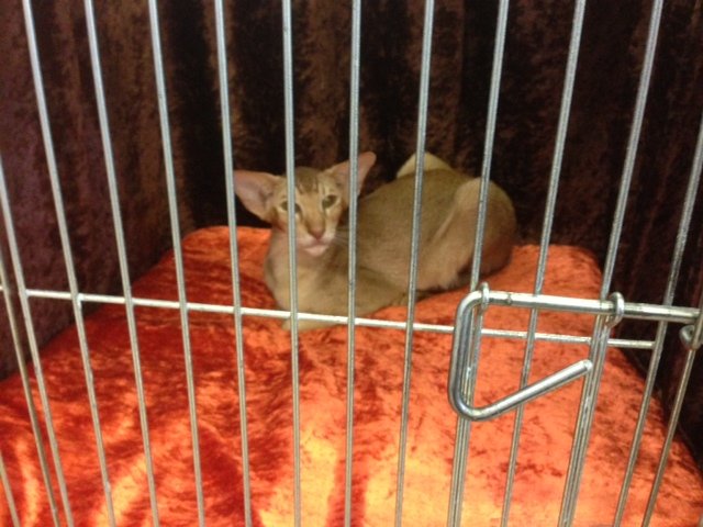Caramel & Apricot Federation Siamese Pictures 2013 - Siamese Cat Breeder