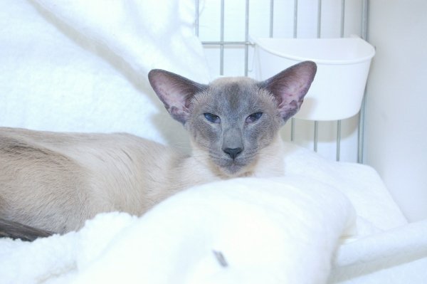 Caramel & Apricot Federation Siamese Pictures 2013 - Siamese Cat Breeder