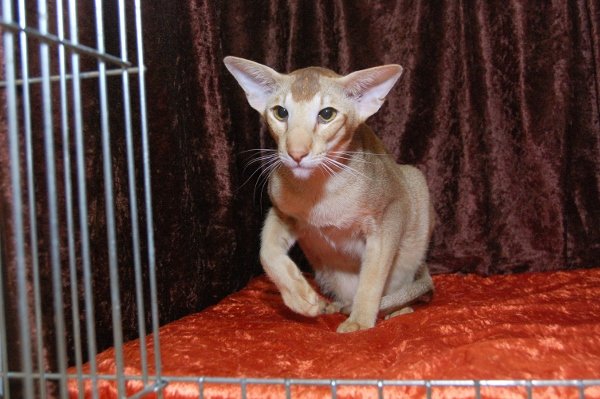 Caramel & Apricot Federation Siamese Pictures 2013 - Siamese Cat Breeder