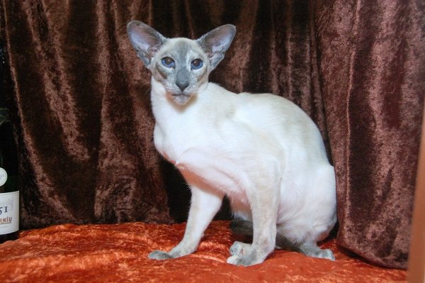 Caramel & Apricot Federation Siamese Pictures 2013 - Siamese Cat Breeder