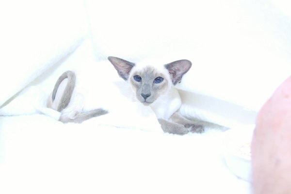 Caramel & Apricot Federation Siamese Pictures 2013 - Siamese Cat Breeder
