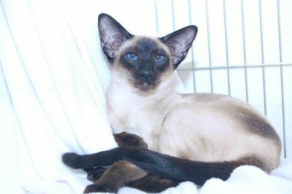 Caramel & Apricot Federation Siamese Pictures 2013 - Siamese Cat Breeder