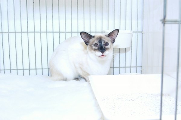 Caramel & Apricot Federation Siamese Pictures 2013 - Siamese Cat Breeder