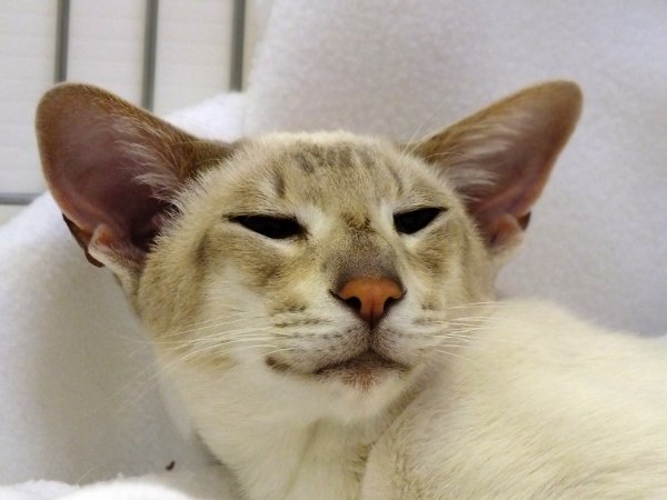 Caramel & Apricot Federation Siamese Pictures 2013 - Siamese Cat Breeder