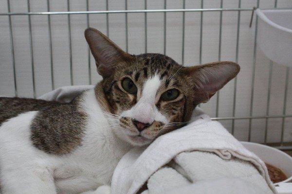 Humberside Siamese Pictures 2013 - Siamese Cat Breeder