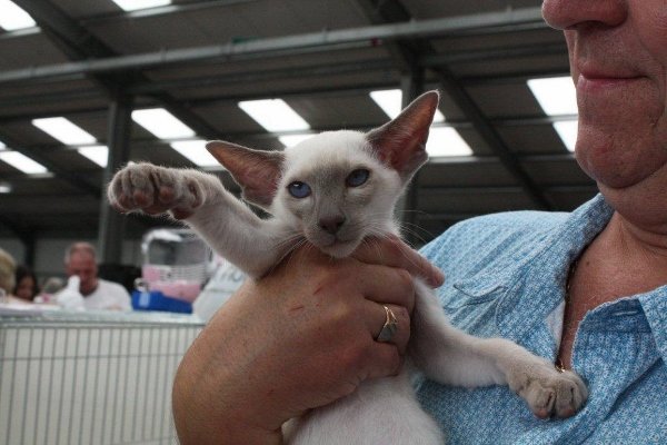 Humberside Siamese Pictures 2013 - Siamese Cat Breeder