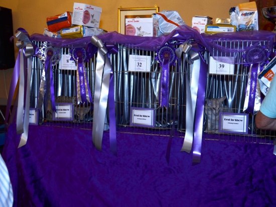 Trans Pennine Siamese and Oriental Pictures 2013 - Siamese Cat Breeder