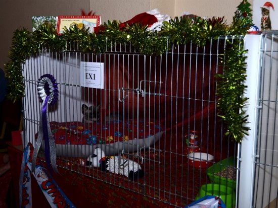 Trans Pennine Siamese and Oriental Pictures 2013 - Siamese Cat Breeder