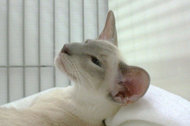 Maidstone & Medway Siamese Photos 2013 - Siamese Cat Breeder