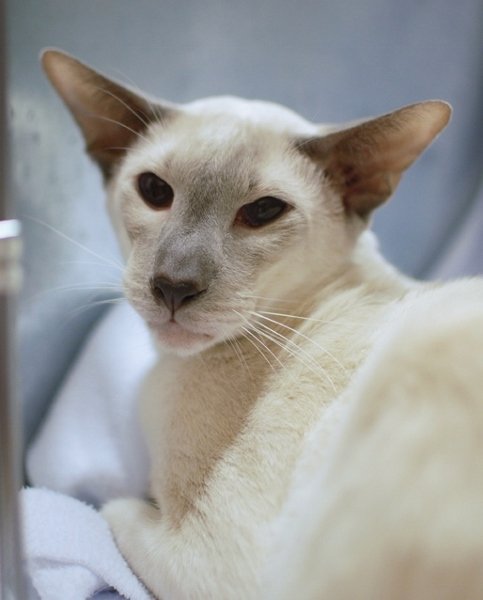 Scottish Siamese Photos 2014 - Siamese Cat Breeder