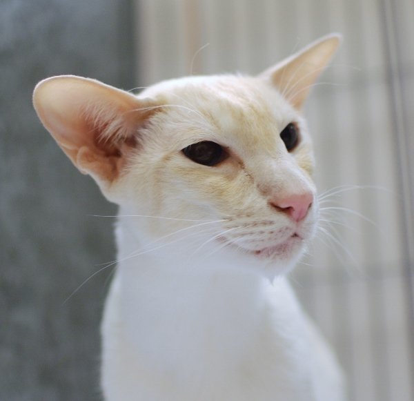 Scottish Siamese Photos 2014 - Siamese Cat Breeder