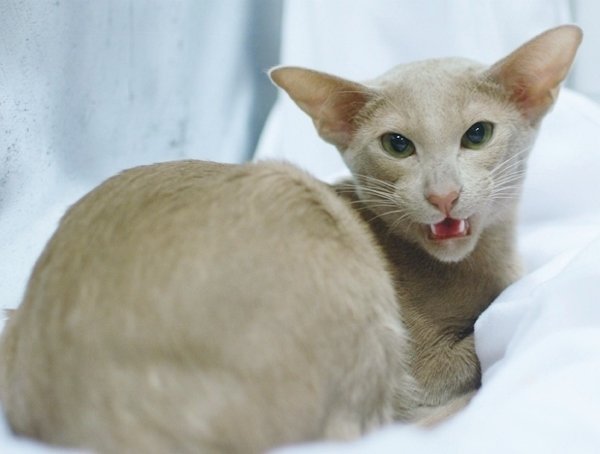 Scottish Siamese Photos 2014 - Siamese Cat Breeder