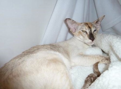 Maidstone & Medway Siamese Results 2014 - Siamese Cat Breeder