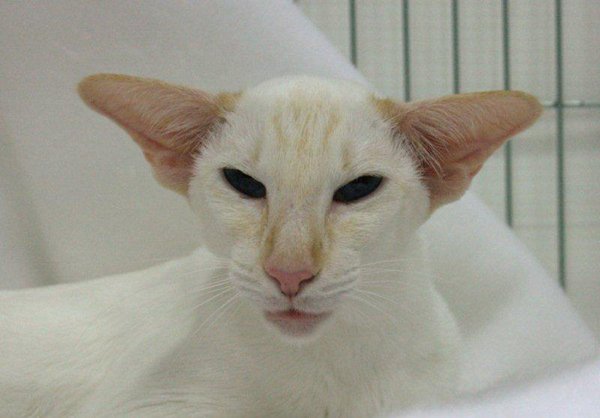 Caramel & Apricot Federation Siamese Photos 2014