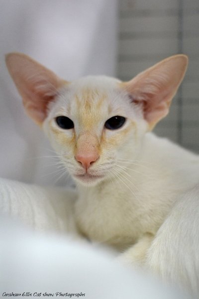 Siamese Cat Club Siamese and Oriental Pictures 2014 - Siamese Cat Breeder