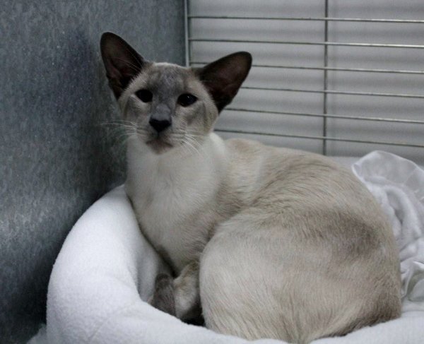 Siamese Cat Club Siamese and Oriental Photos 2014 - Siamese Cat Breeder