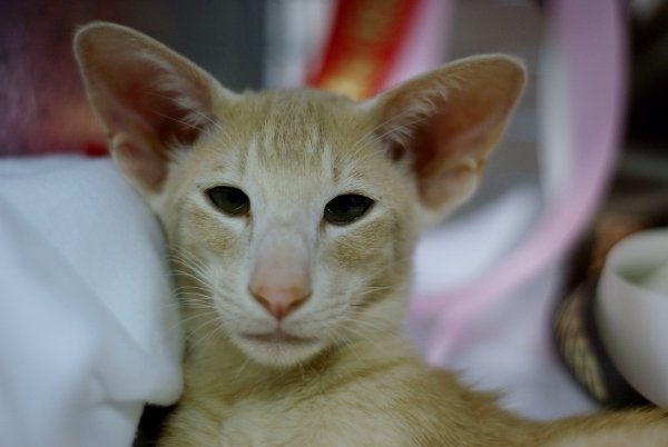 Havana & Oriental Lilac Siamese and Oriental Photos 2014 - Siamese Cat ...