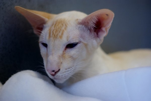 Havana & Oriental Lilac Siamese and Oriental Photos 2014 - Siamese Cat ...