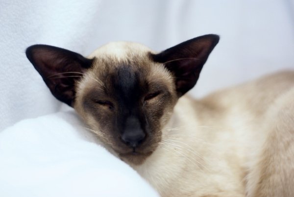 Havana & Oriental Lilac Siamese and Oriental Photos 2014 - Siamese Cat ...