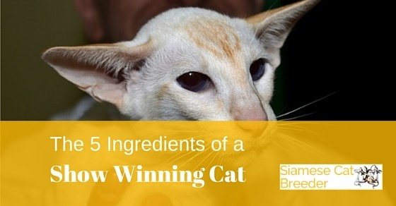 5 Ingredients of a Show Winning Cat - Siamese Cat Breeder