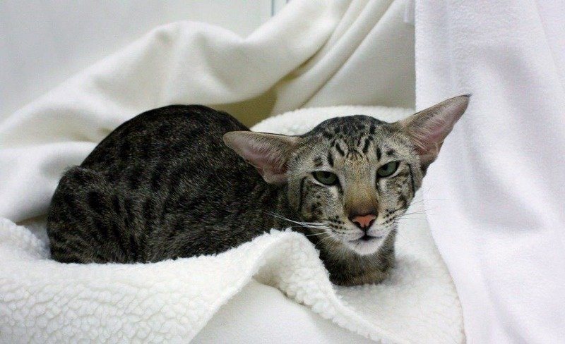 Maidstone Siamese and Oriental Photos 2015 - Siamese Cat Breeder