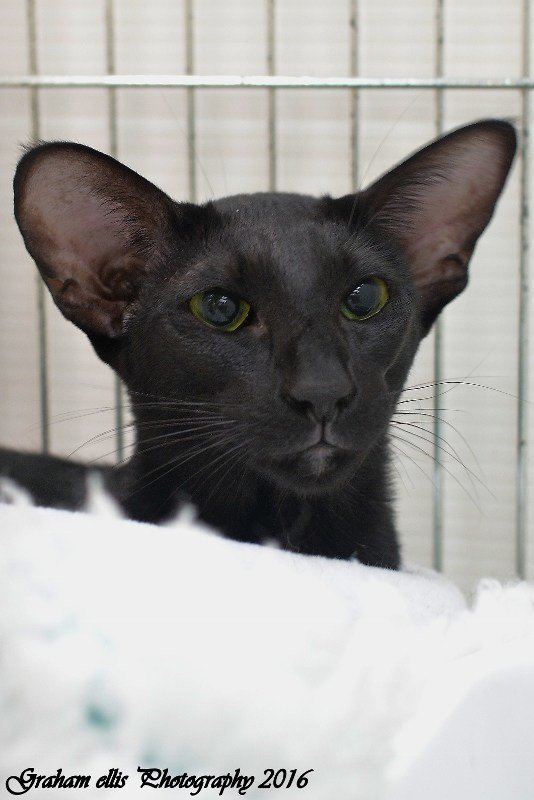 Suffolk & Norfolk Siamese and Oriental Pictures 2016
