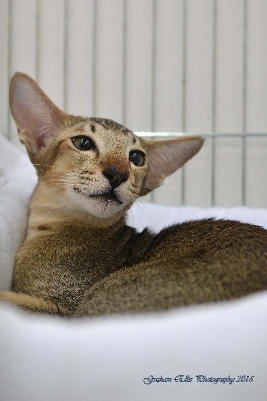 Suffolk & Norfolk Siamese and Oriental Pictures 2016