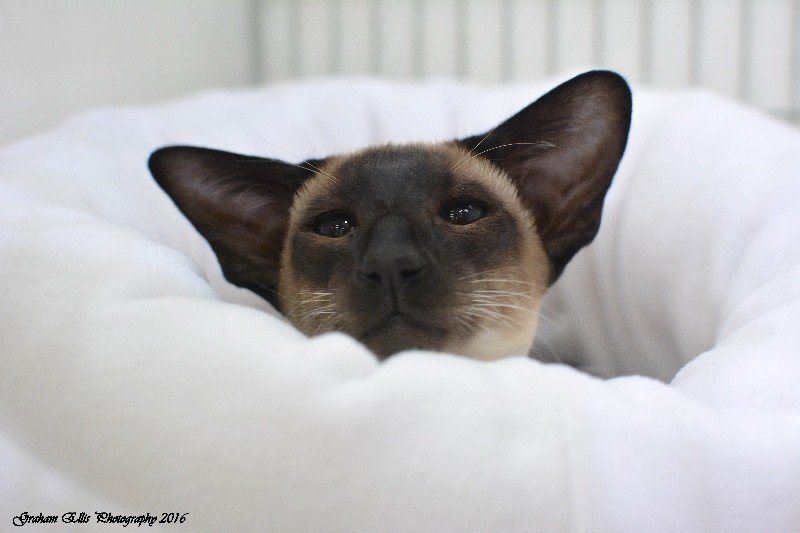 Suffolk & Norfolk Siamese and Oriental Pictures 2016