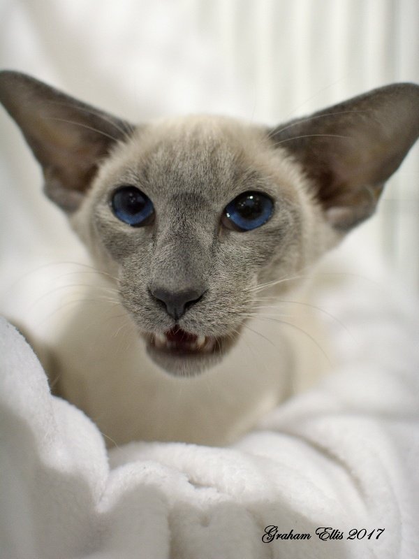 Coventry & Leicester Siamese and Oriental Pictures 2017