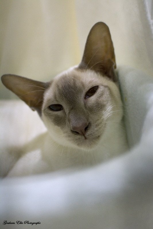 Manchester Siamese and Oriental Pictures 2017