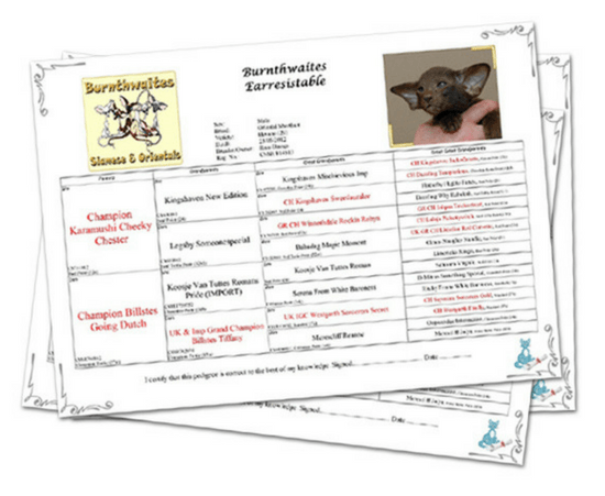 Cat Pedigrees for Cat Breeders - Siamese Cats and Kittens